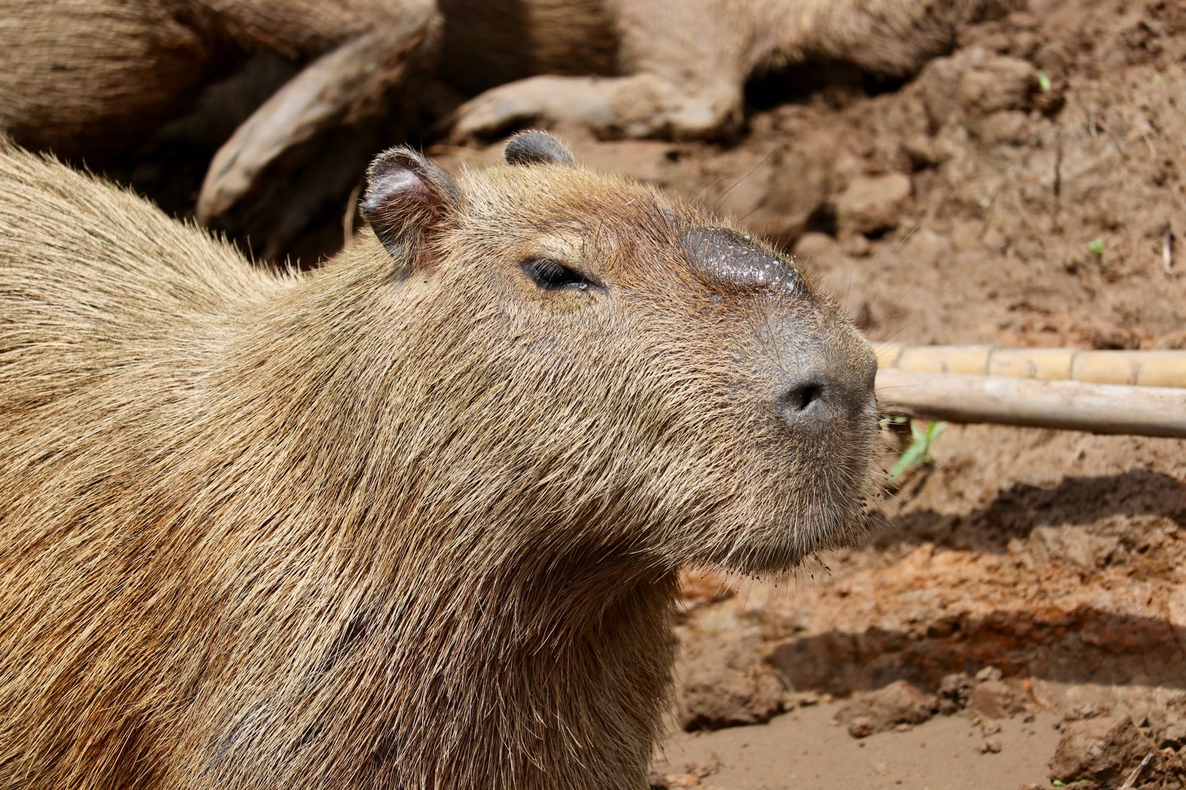 Capybara, Reserva Nacional Tambopata, Peru • Jamane