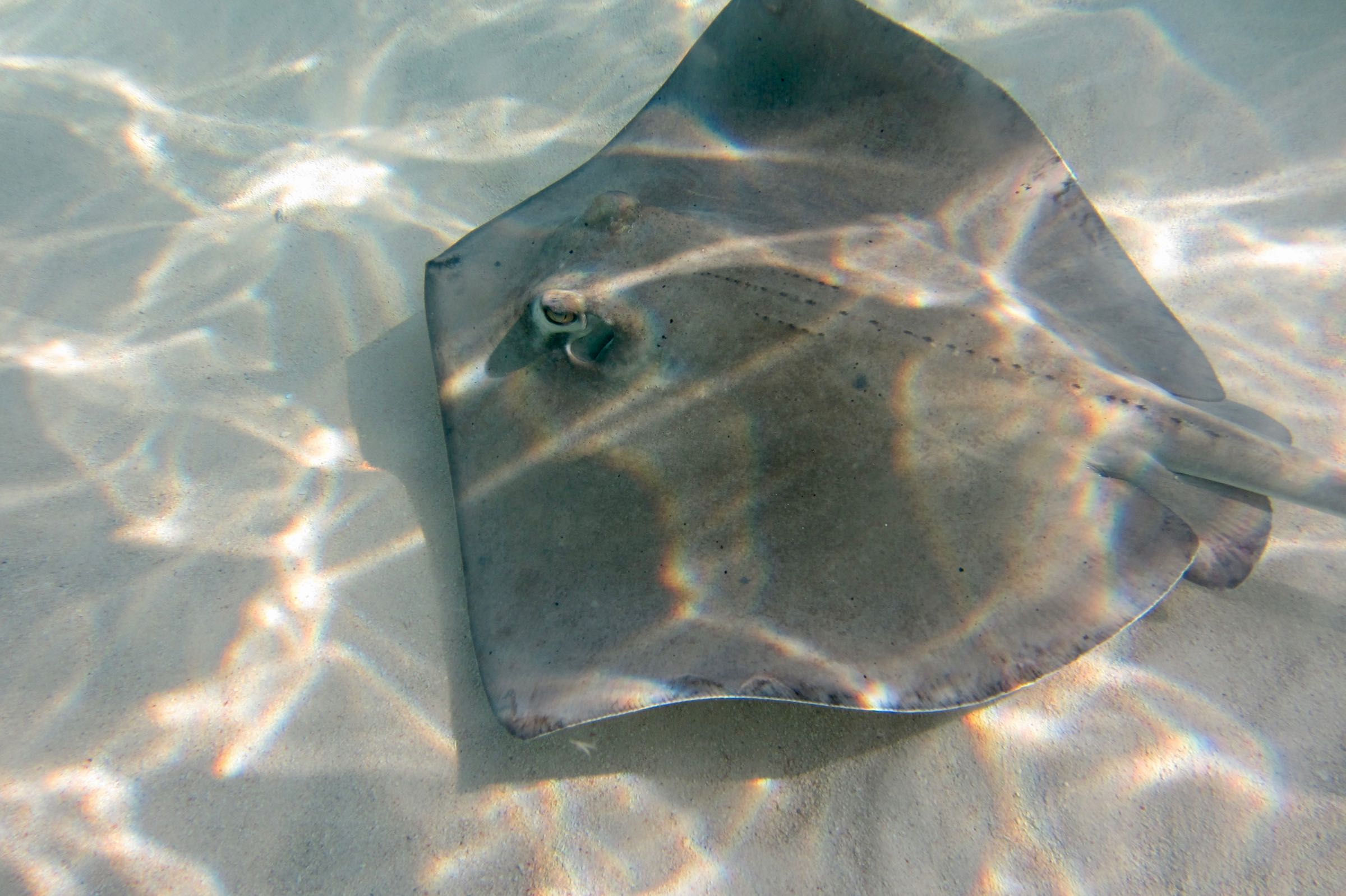 Amerikanischer Stechrochen, San Andrés, Kolumbien • Jamane