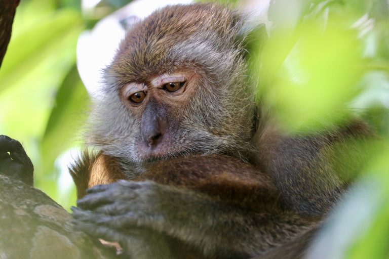 Javaneraffe, Langkawi, Malaysia • Jamane
